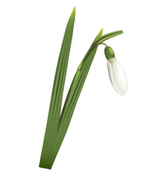 Snowdrop Vector Images (over 3,300)