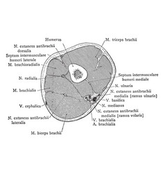 Cross section through upper third lower leg Vector Image