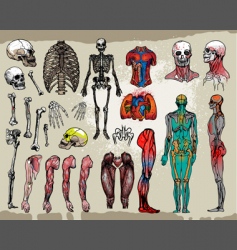 Cartoon legs and hands collection Royalty Free Vector Image