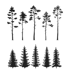 Pine trees collection Royalty Free Vector Image