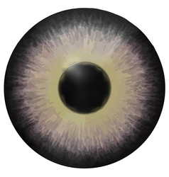 Eye iris texture Royalty Free Vector Image - VectorStock