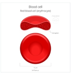 Platelet thrombocyte blood cell Royalty Free Vector Image