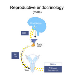 Endocrine system of reproduction and fertility Vector Image