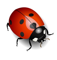 A ladybug life cycle Royalty Free Vector Image