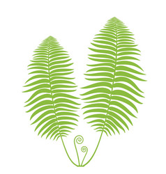 Fern Royalty Free Vector Image - VectorStock
