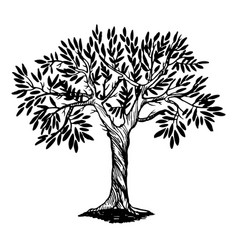 Olive Tree Vector Images (over 11,000)