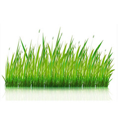 Natural background fresh spring green grass Vector Image