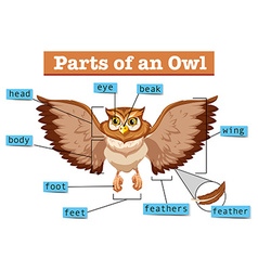 Body Parts of Birds Vector Images (over 170)