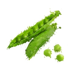 Green peas isolated on the white background Vector Image