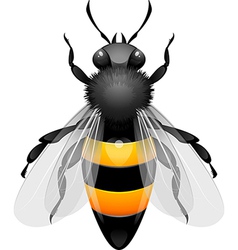 Large fly Royalty Free Vector Image - VectorStock