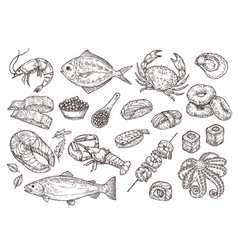 Sketch seafood lobster shellfish fish shrimp Vector Image