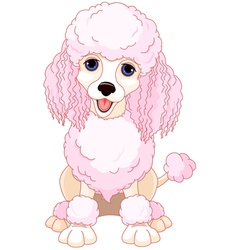 Pink poodle Royalty Free Vector Image - VectorStock
