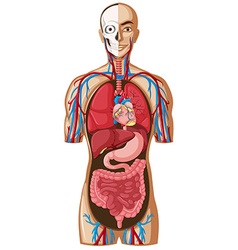Human Heart With Fat And Blood Royalty Free Vector Image
