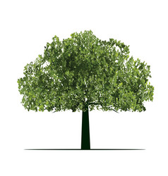 Green tree outline Royalty Free Vector Image - VectorStock