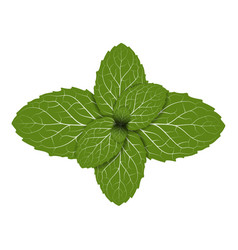 Peppermint Vector Images (over 5,600)