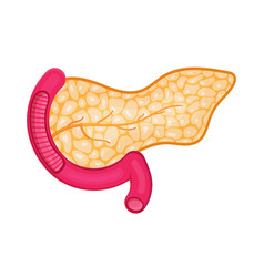 Pancreas isolated icon internal organ digestive Vector Image