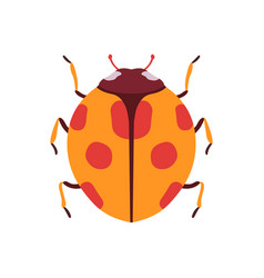 Orange bug insect top view flat Royalty Free Vector Image