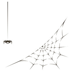 Spider and web Royalty Free Vector Image - VectorStock