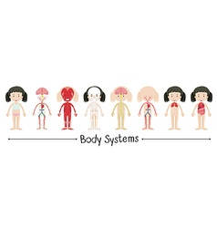 Body system of boy Royalty Free Vector Image - VectorStock