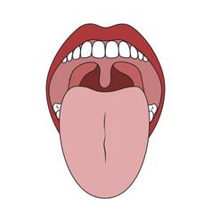 Lingual gustatory papillae and taste buds human Vector Image