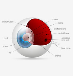 Human eye optical system Royalty Free Vector Image