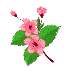 Cerry blossom flower Royalty Free Vector Image