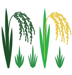 Rice plant bunch orange ripe and dry grass Vector Image