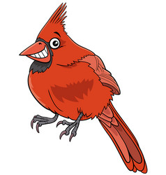 Cardinal Royalty Free Vector Image - VectorStock
