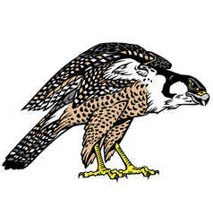 Falcon Vector Images (over 22,000)