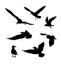 Seagulls Royalty Free Vector Image - VectorStock