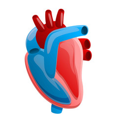 Cardiology human heart icon cartoon style Vector Image