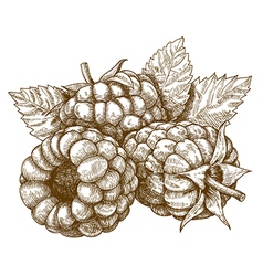 Engraving raspberry retro Royalty Free Vector Image