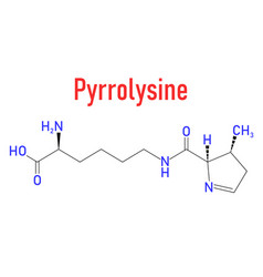 Pyrrolysine amino acid molecule skeletal formula Vector Image