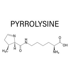 Pyrrolysine amino acid molecule skeletal formula Vector Image
