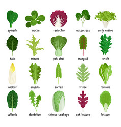 Fresh arugula set isolated on white Royalty Free Vector