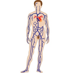 Venous system Royalty Free Vector Image - VectorStock