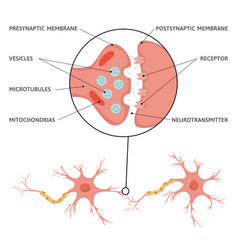 Motor neuron Royalty Free Vector Image - VectorStock