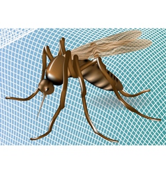 Mosquito net Royalty Free Vector Image - VectorStock