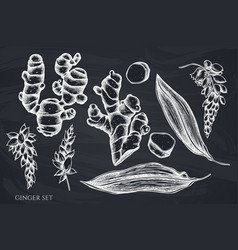 Hand drawn ginger root set engraved style Vector Image