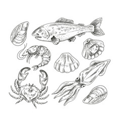 Sketch seafood lobster shellfish fish shrimp Vector Image