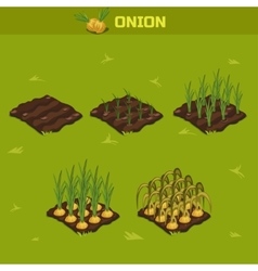 Infochart poster with onion growth stages Vector Image