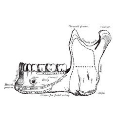 Mandible Vector Images (over 320)