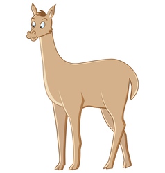 Cute a camel cartoon Royalty Free Vector Image