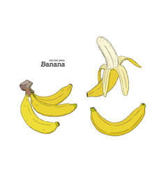 Set of pisang awak banana hand draw sketch Vector Image