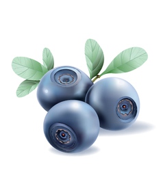 Blueberries Vector Images (over 22,000)