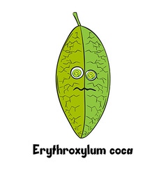 Coca Plant Vector Images (over 100)