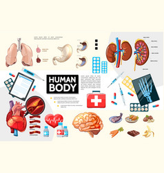 Human internal organs anatomy in cartoon Vector Image