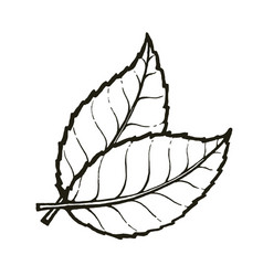 Mint Outline Vector Images (over 3,000)