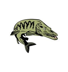 Muskie Vector Images (86)