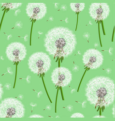 Dandelion old plant with seeds monochrome Vector Image